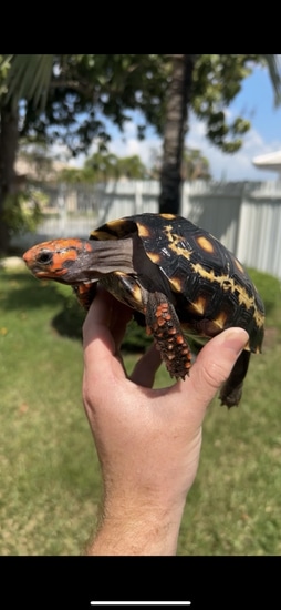 Marbled Cherry Head Tortoises Red-Footed Tortoise by Shadow's Reptiles