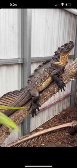 Giant Indonesian Sailfin Dragon Pair by Shadow's Reptiles