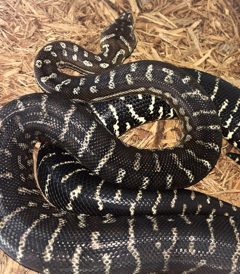 Bredli Carpet Python Centralian Carpet Python by Shadow's Reptiles