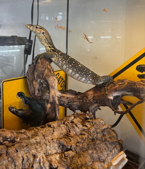 Normal Asian Water Monitor Caiman Lizard by Shadow's Reptiles