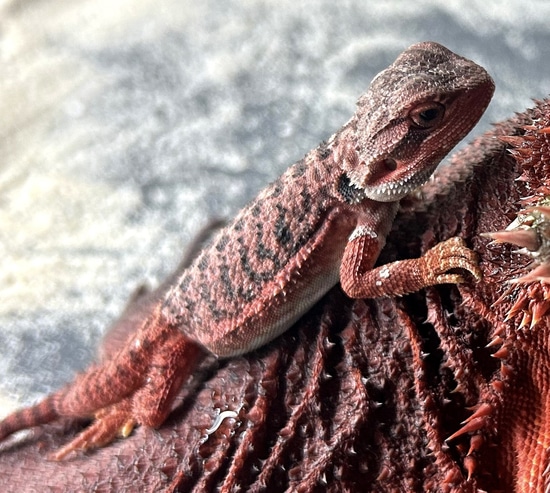 75% Red Monsters Central Bearded Dragon by Shadow's Reptiles