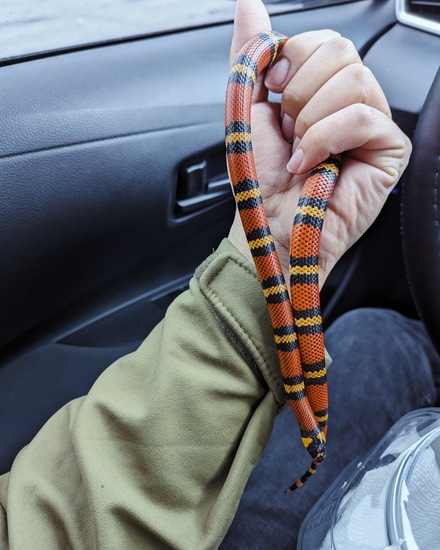 2022 Female Yucatan Milk Snake Blanchard's Milk Snake by Edgar Galvan