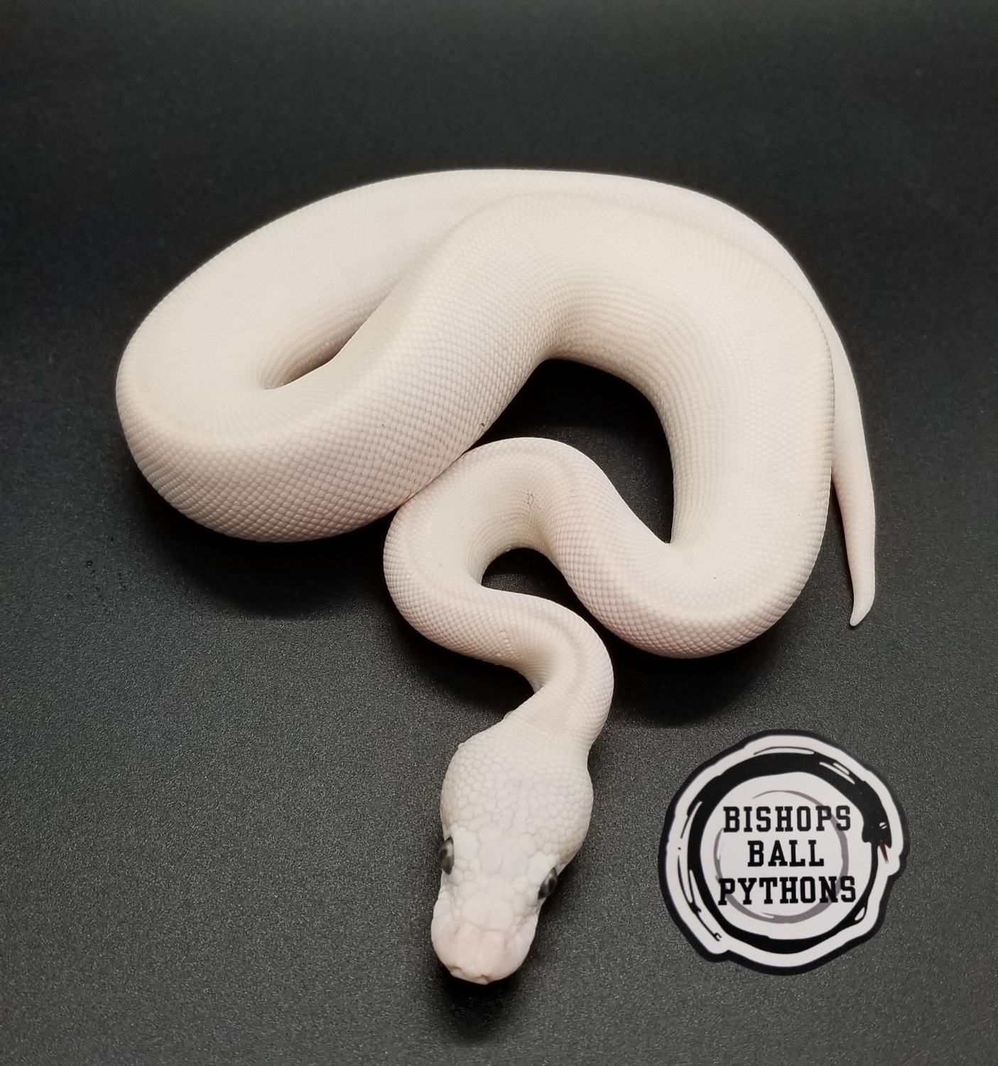 Blue Eyed Lucy Ball Python by Bishops Ball Pythons - MorphMarket