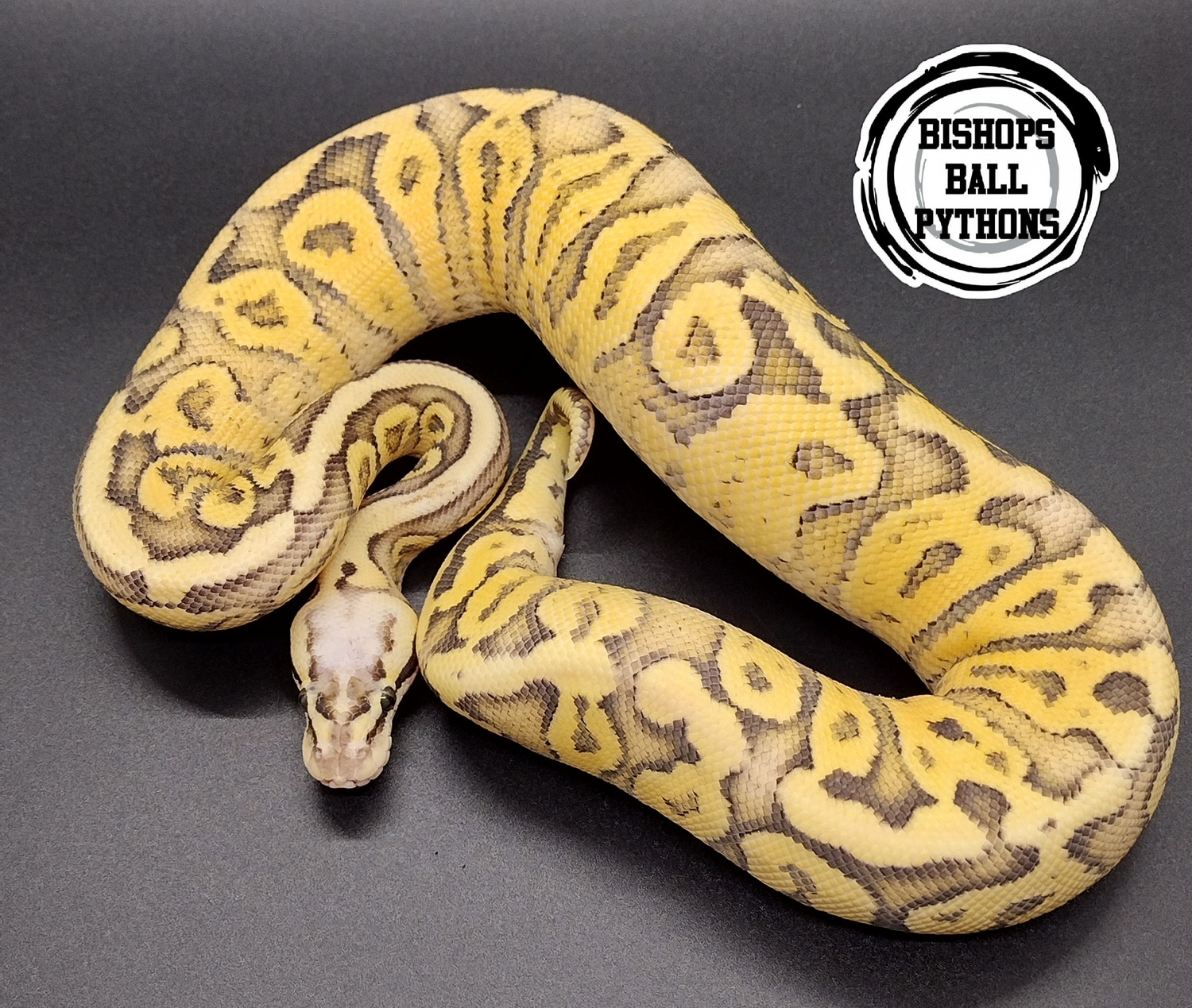 Superfly 100% Het Clown Ball Python by Bishops Ball Pythons - MorphMarket