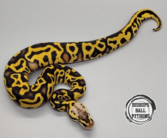 Orange Dream Leopard Pastel Yellowbelly Het Clown Ball Python by ...