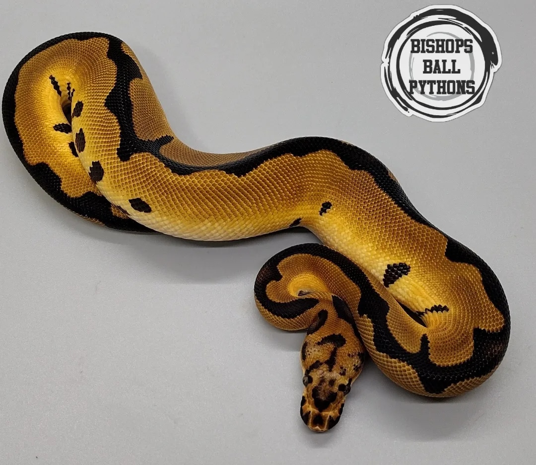 Orange Dream Leopard Blade Clown Ball Python by Bishops Ball Pythons ...