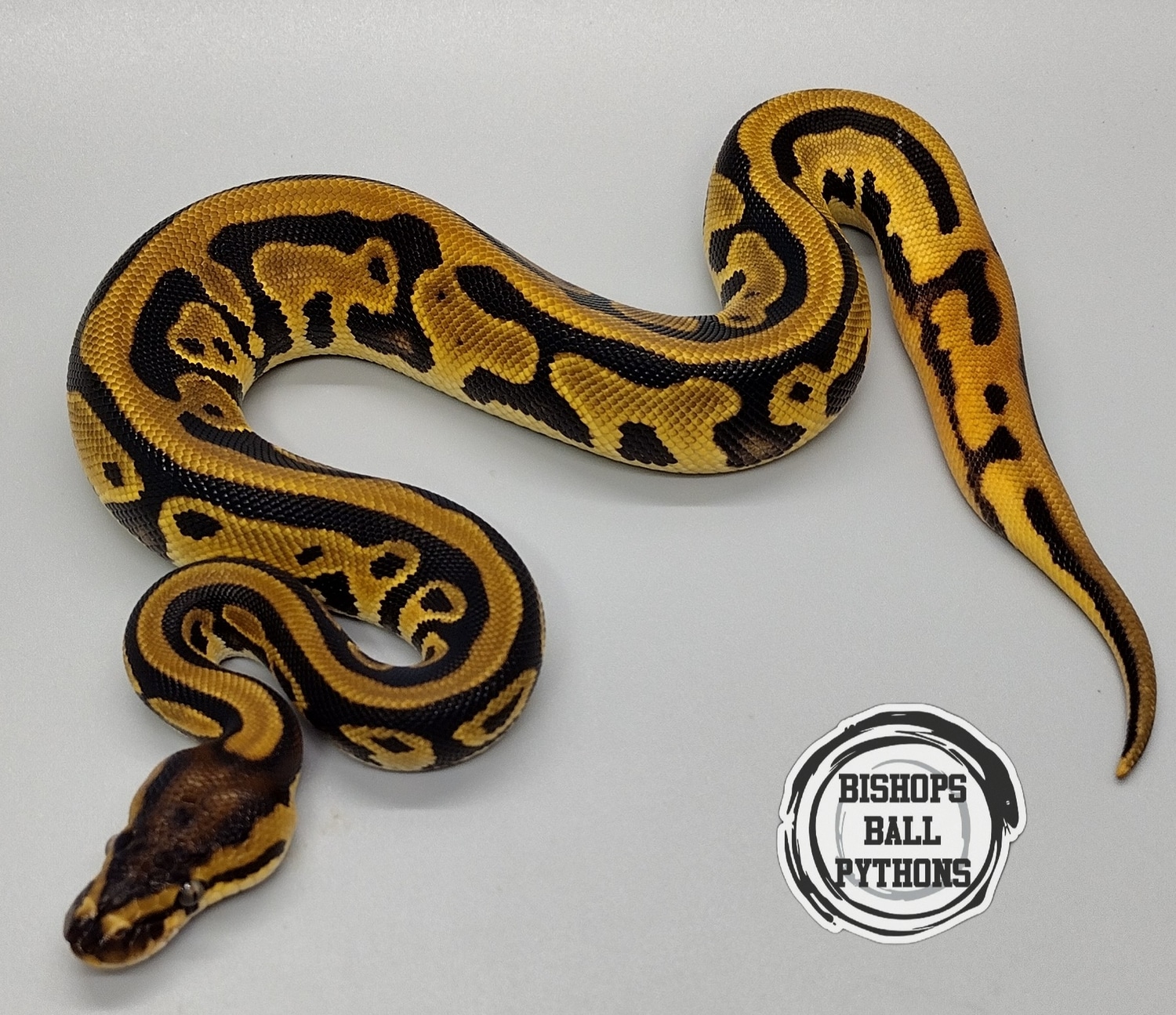 Orange Dream Leopard 100% Het Clown 100% Het Pied Ball Python by ...