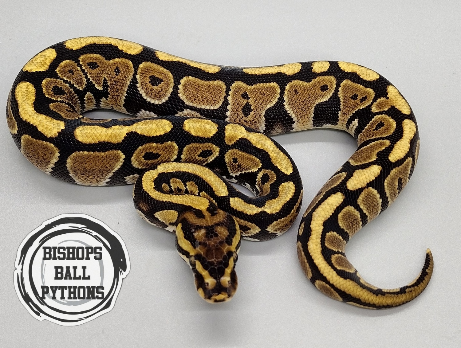 Spotnose 100% Het Clown Ball Python by Bishops Ball Pythons - MorphMarket