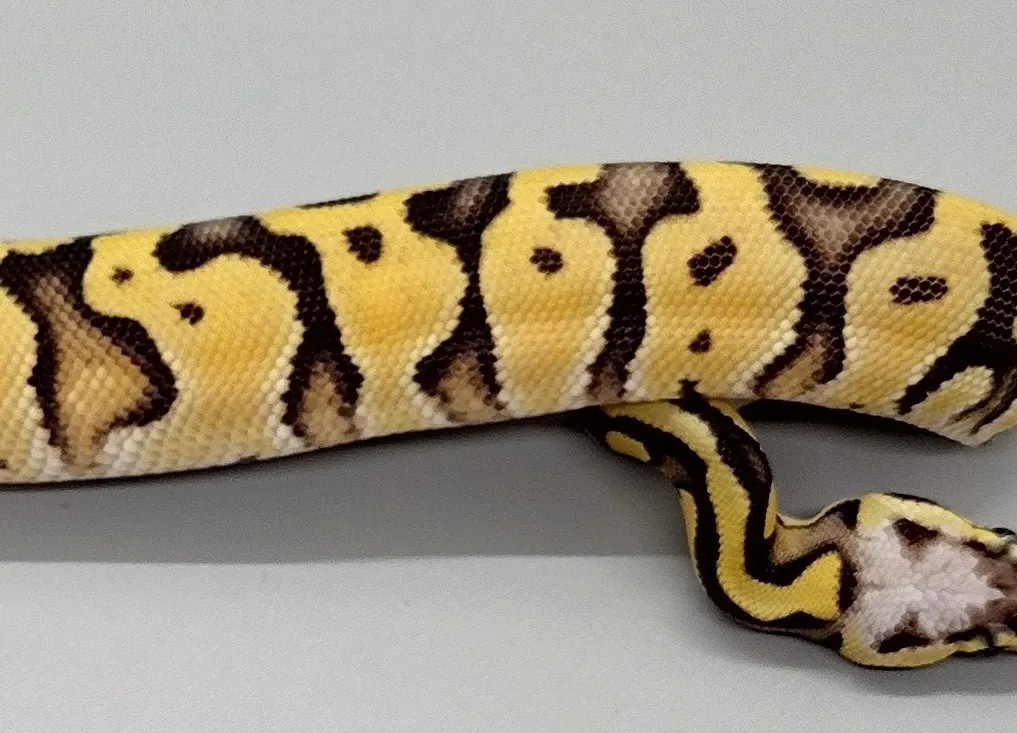 Orange Dream Yellowbelly Super Pastel 100% Het Clown Ball Python by ...