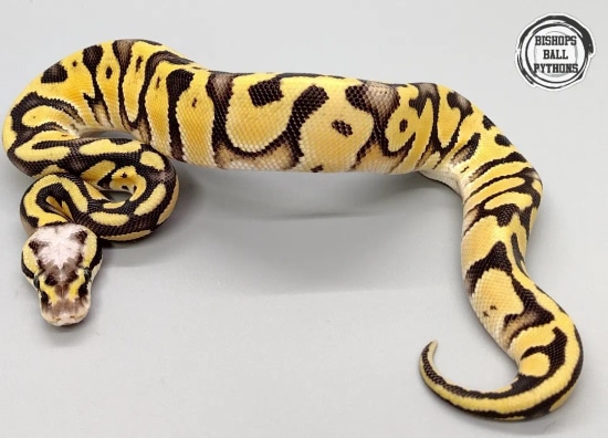 Orange Dream Yellowbelly Super Pastel 100% Het Clown Ball Python by ...