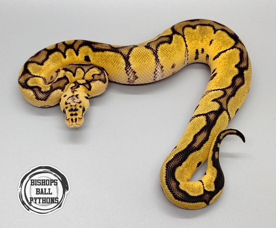 Pastel Clown Ball Python by Bishops Ball Pythons