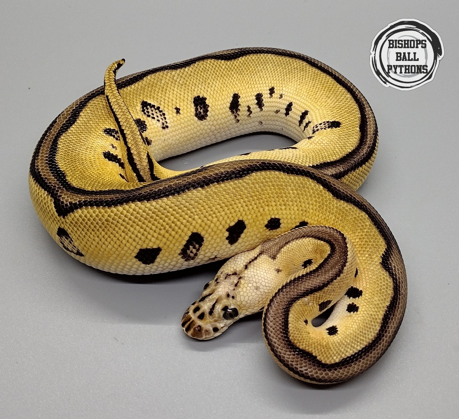 Pastel Leopard Blade Clown Ball Python by Bishops Ball Pythons ...