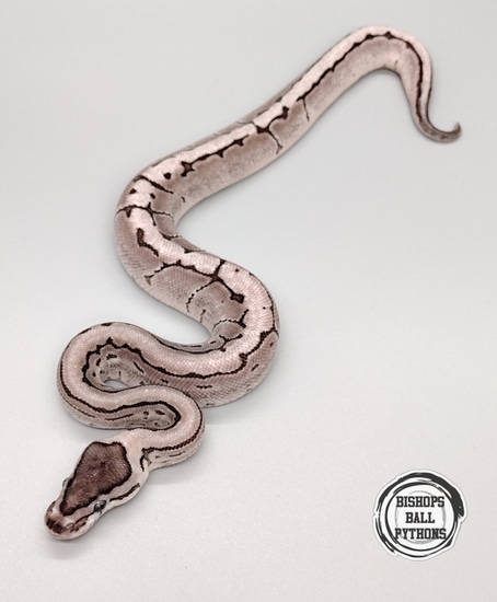 Vpi Axanthic Enchi Pinstripe Het Piebald Ball Python by Bishops Ball ...