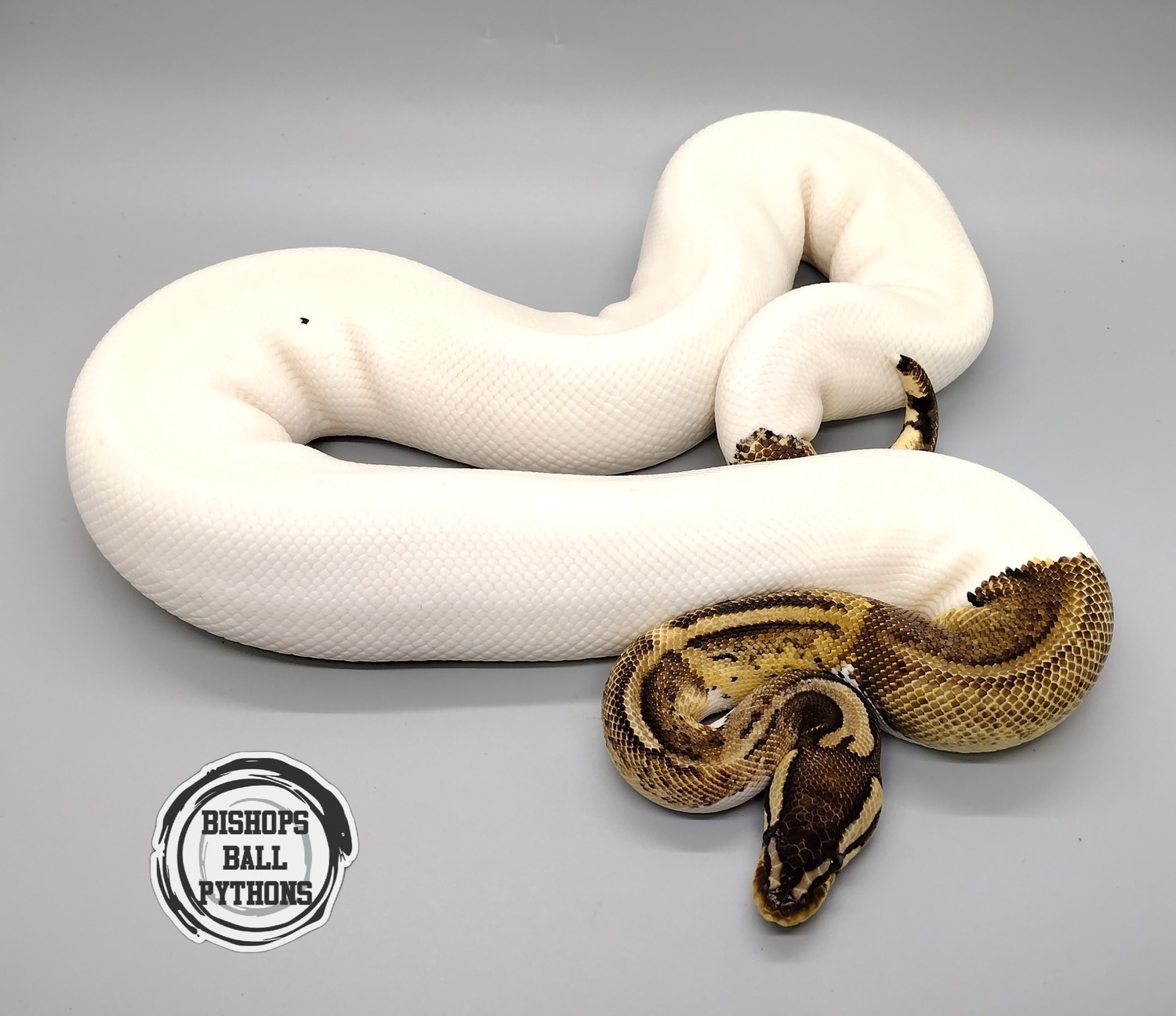 Pastel Piebald FREE SHIPPING!!! Ball Python by Bishops Ball Pythons ...