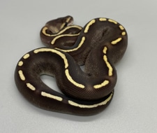 Chocolate Ghi Mojave Het Hypo Ball Python by Bishops Ball Pythons ...