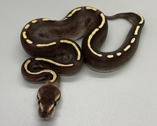 Chocolate Ghi Mojave Het Hypo Ball Python by Bishops Ball Pythons ...