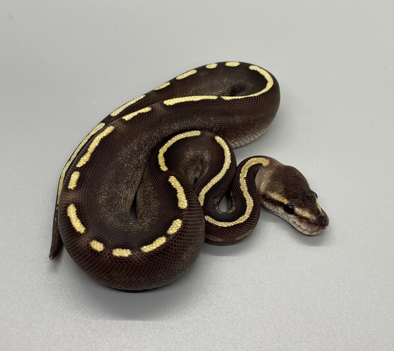 Chocolate Ghi Mojave Het Hypo Ball Python by Bishops Ball Pythons - MorphMarket