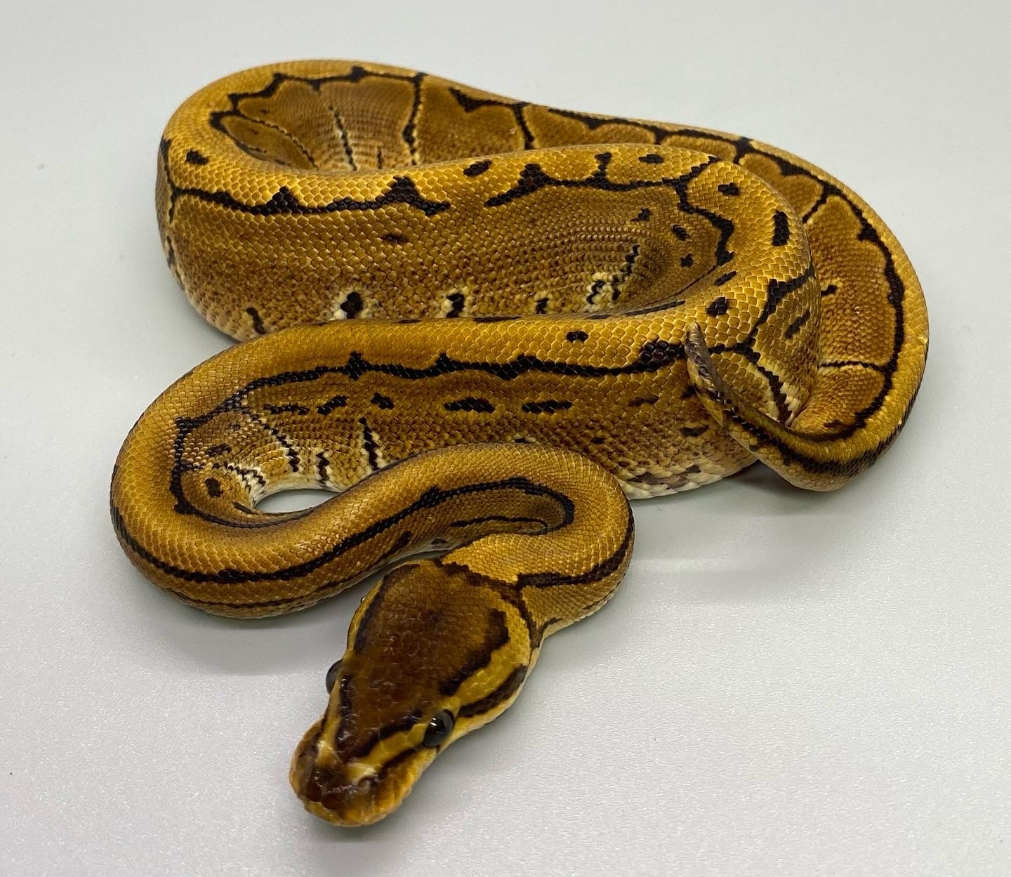 Pinstripe Het Desert Ghost Ball Python by Bishops Ball Pythons ...