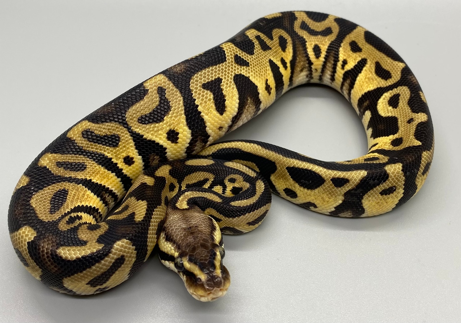 Pastel Leopard Yellowbelly Het Clown Ball Python by Bishops Ball ...