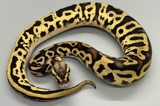 Pastel Leopard Yellowbelly Pos Orange Dream Het Clown Ball Python by ...
