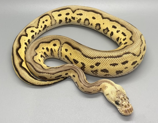 Orange Dream Phantom Leopard Pastel Clown (FREE SHIPPING) Ball Python ...