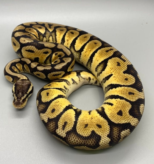 Male Super Blast 100% DH Vpi Ax DG Female Pastel 100% DH DG Vpi Ax Ball ...