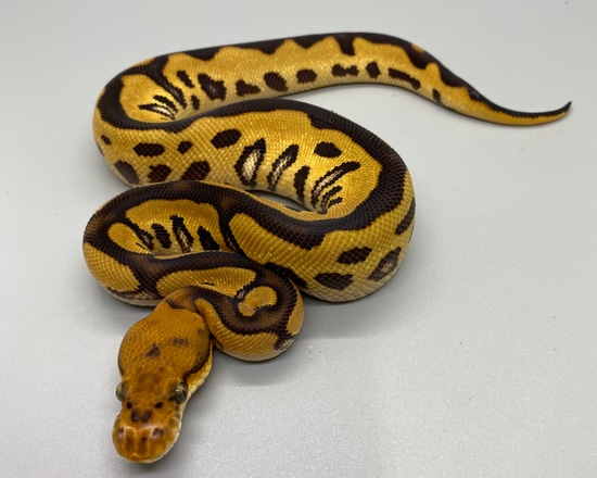 Orange Dream Yellowbelly Phantom Leopard Clown Ball Python by Bishops Ball Pythons