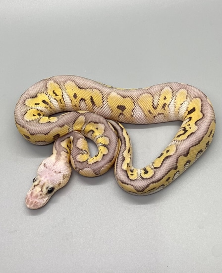 Super Pastel Orange Dream Yellowbelly Phantom Leopard Clown Ball Python ...