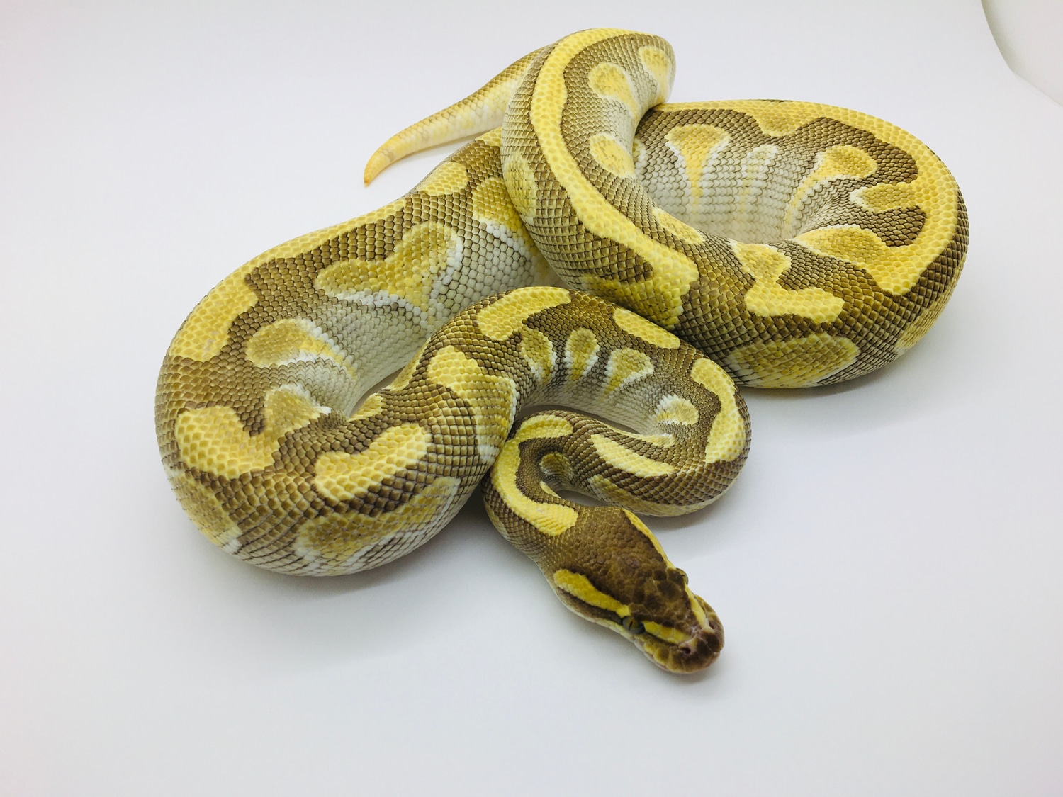 Enchi Butter 100% Het Albino Or Toffe Ball Python by Sham Ball Pythons ...