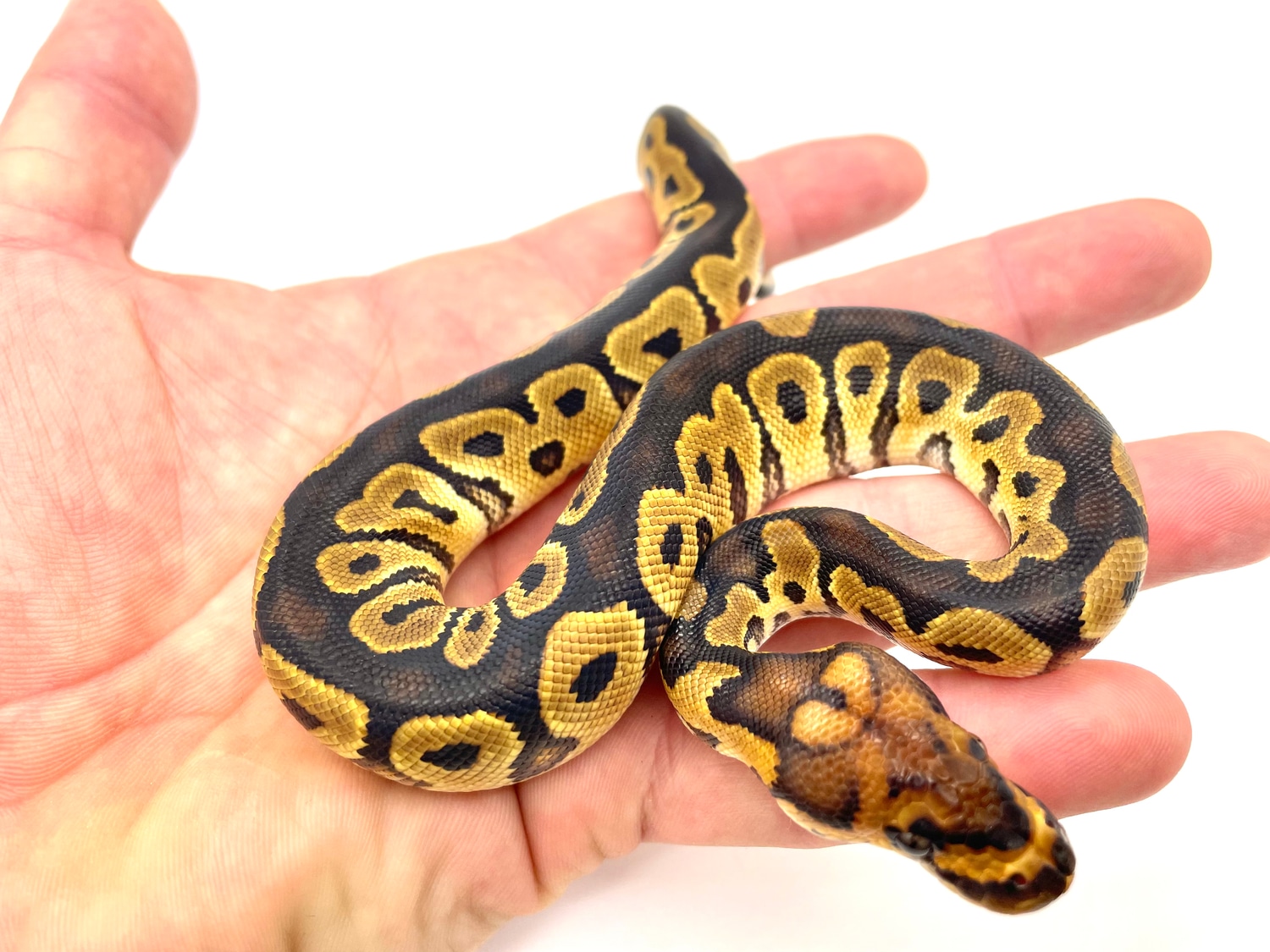 Clown Ball Python by Sham Ball Pythons - MorphMarket