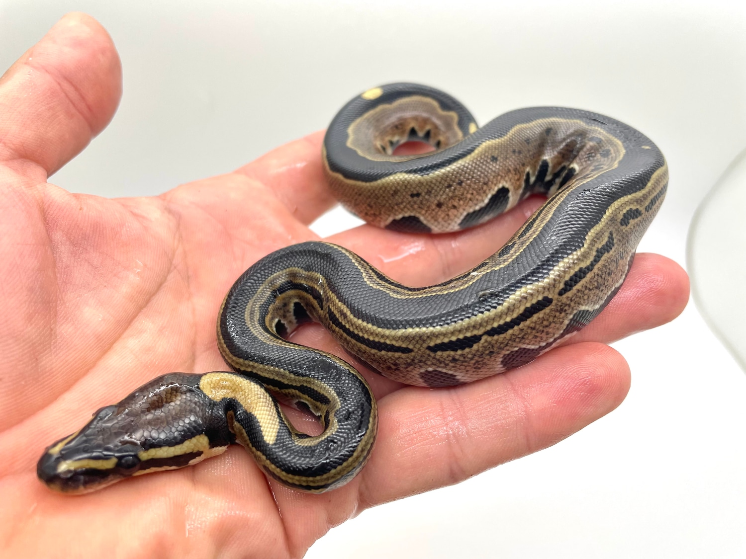 Tristripe 100% Het Ghost 50% Het Albino Pos Het Pied Ball Python by ...