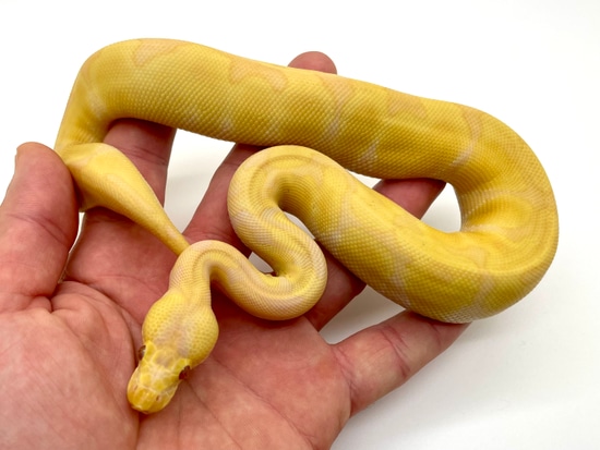 Enchi Leopard Tofino Pos Sup Enchi Ball Python by Sham Ball Pythons