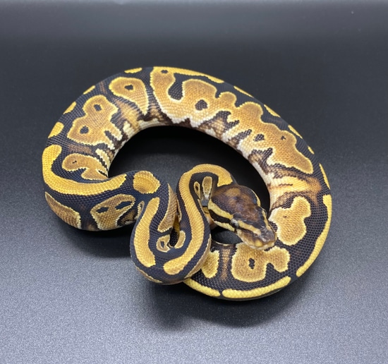 Cool Ringer! Enchi Russo Het Pied Ball Python by Small Town Xotics
