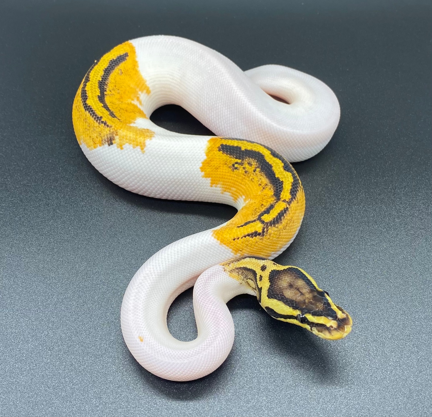 Pastel Yellow Belly Pied Pos. GeneX Ball Python by Small Town Xotics ...