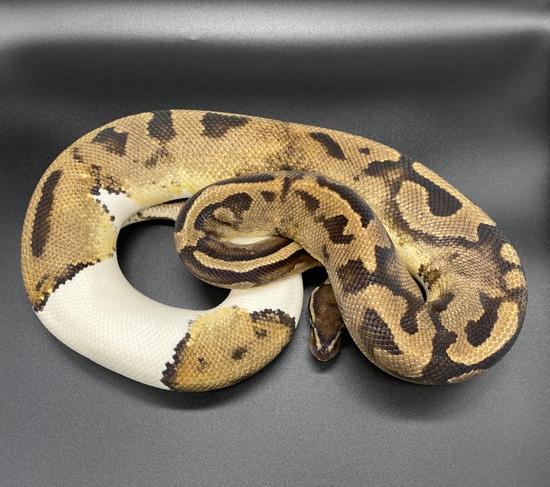 Female Adult Pied Ball Python by Small Town Xotics
