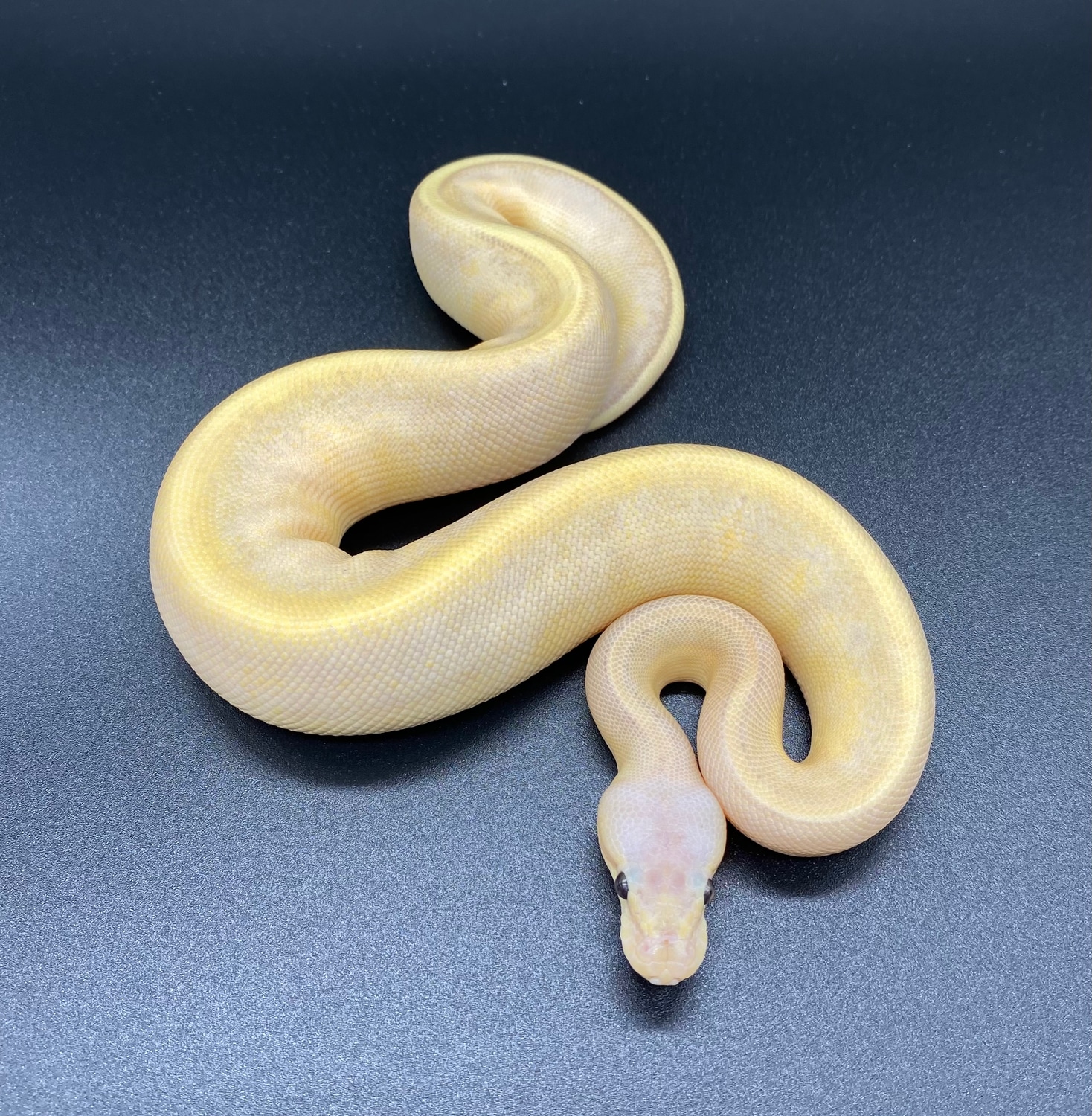Super Banana Genetic Stripe Ball Python by Small Town Xotics - MorphMarket