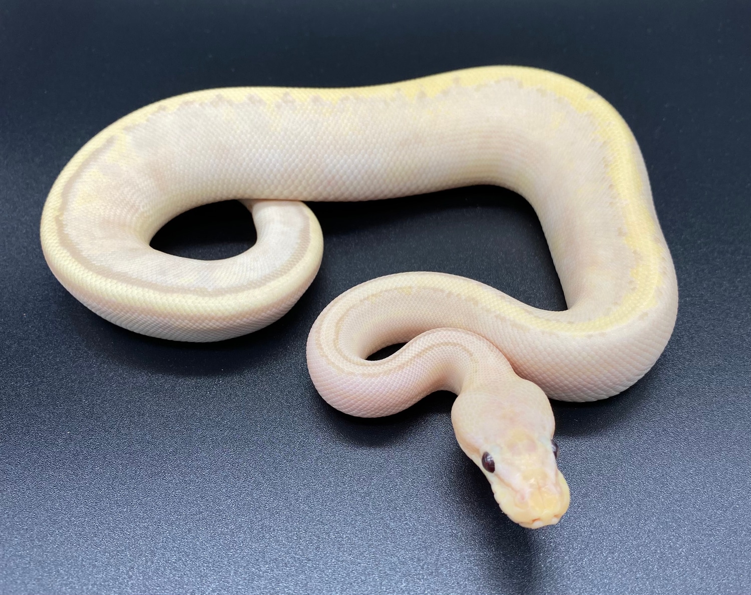 Pastel Super Banana Genetic Stripe Ball Python by Small Town Xotics ...