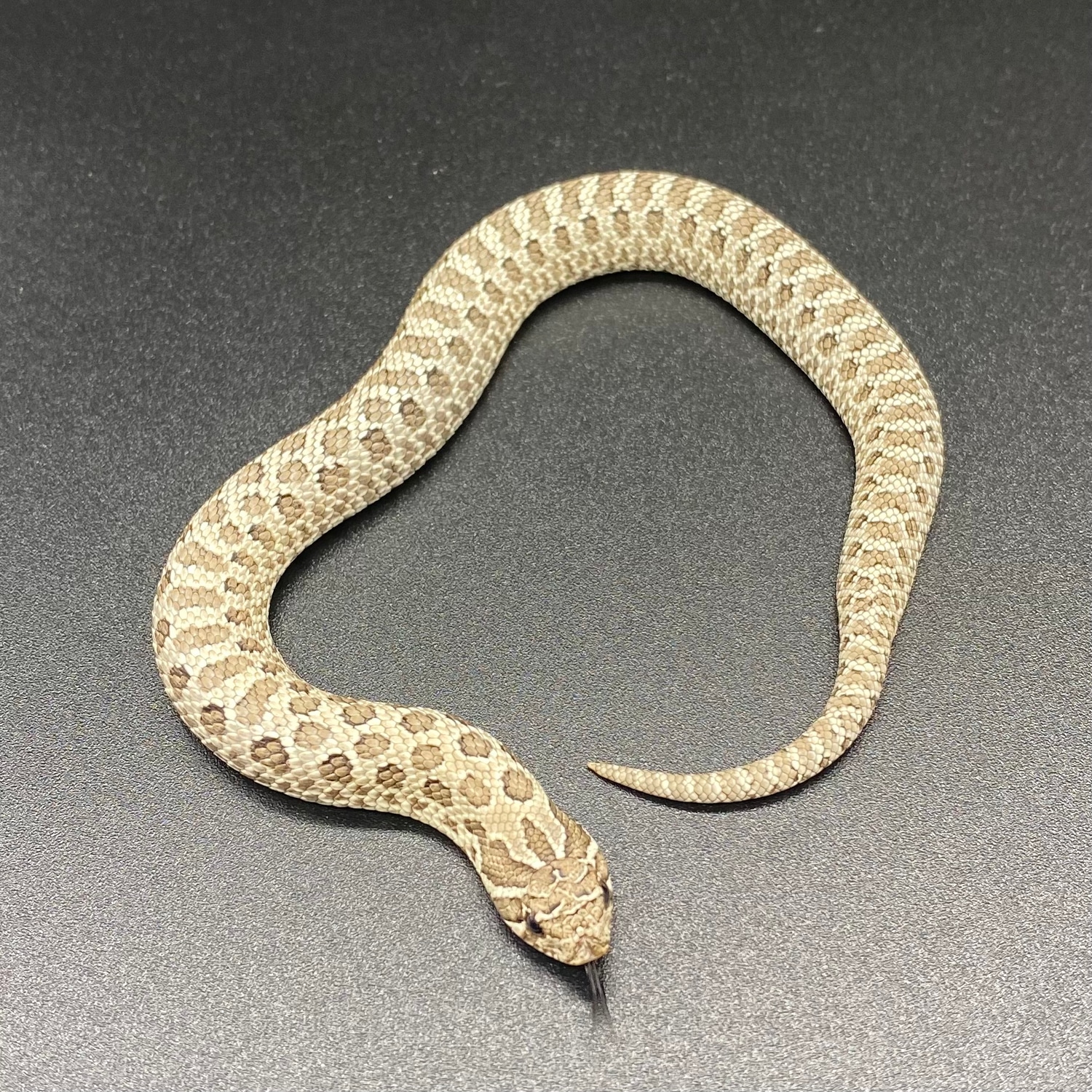 Axanthic Het Albino Western Hognose by Small Town Xotics - MorphMarket