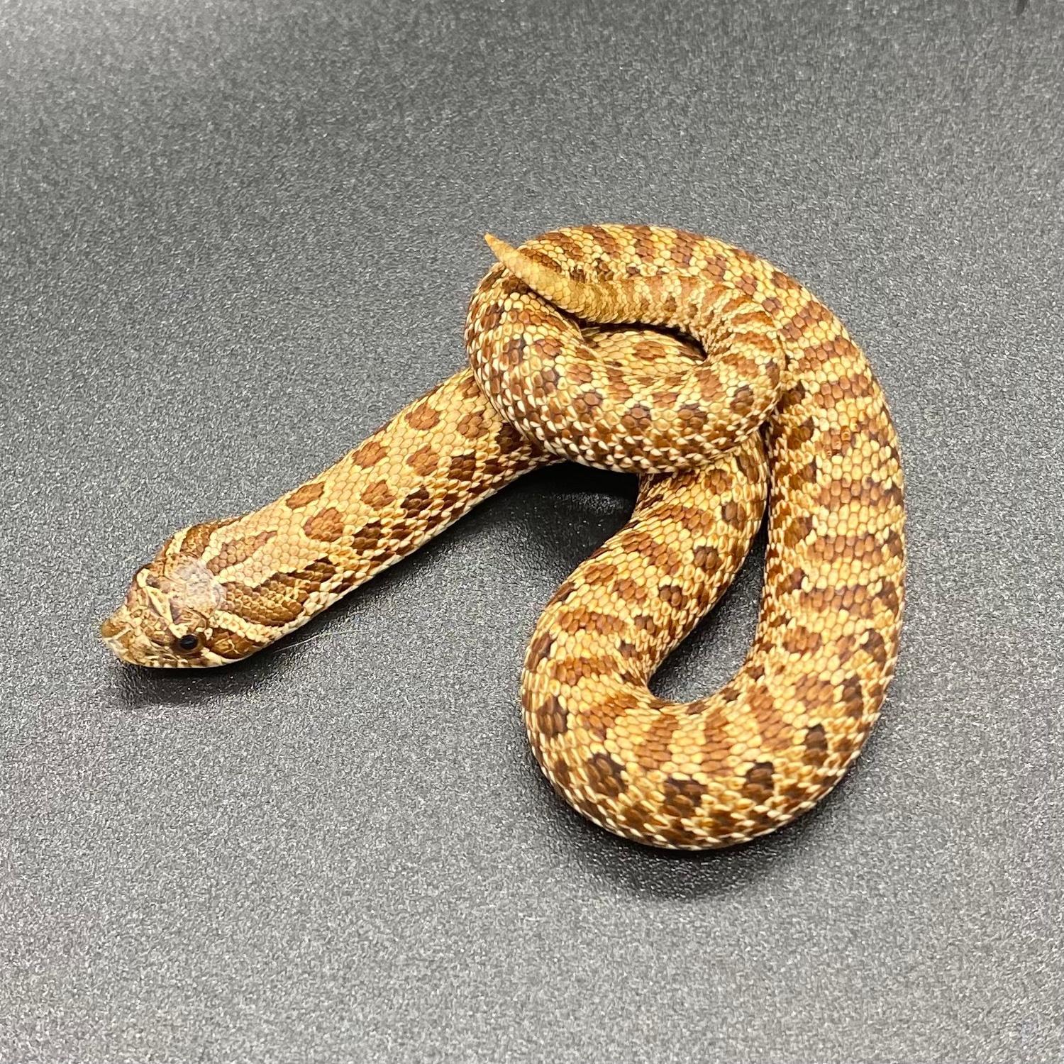 Het Snow Western Hognose by Small Town Xotics - MorphMarket