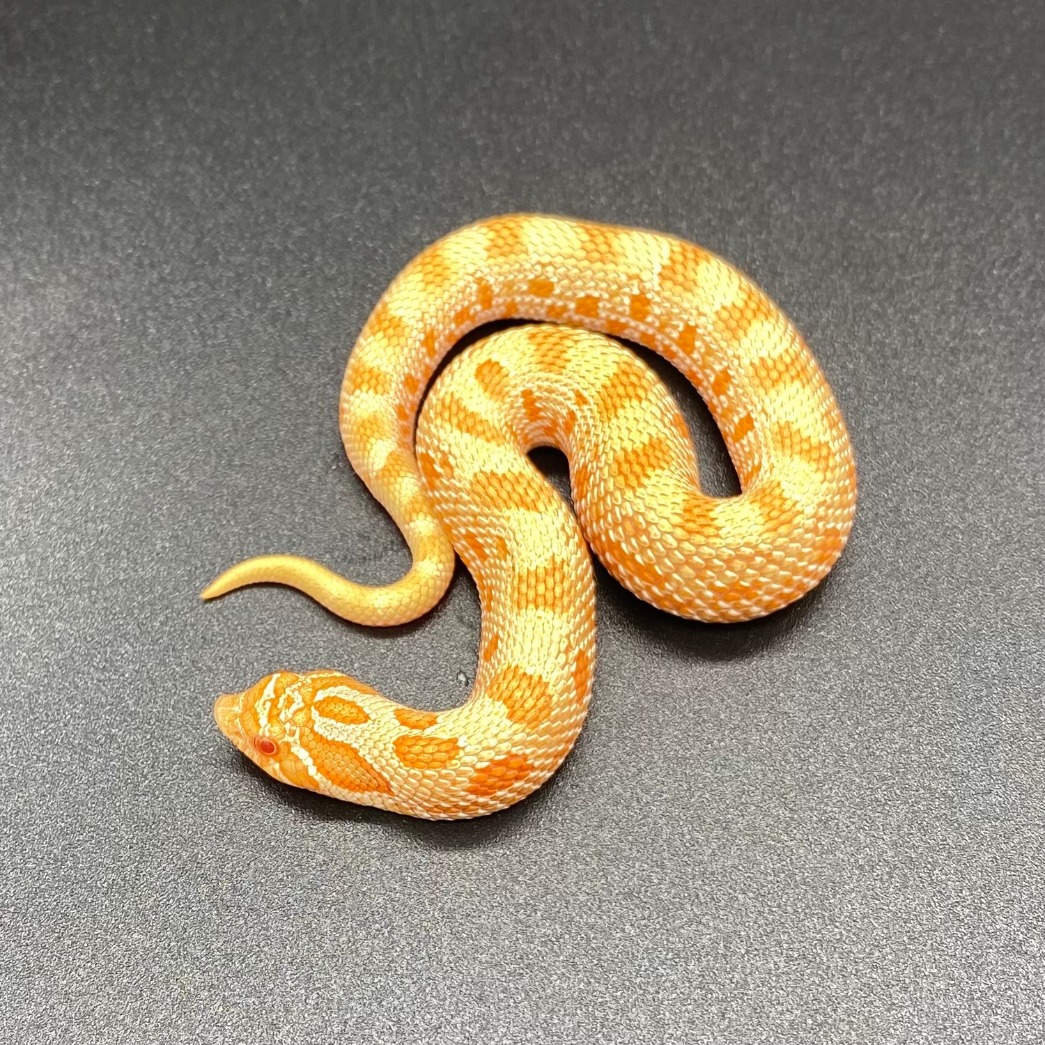 Albino Anaconda Western Hognose by Small Town Xotics - MorphMarket