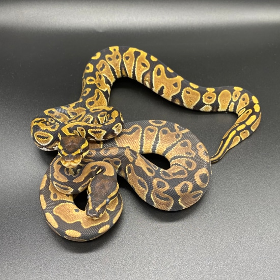 Female & Male 100% Het Lav 66% Het Pied Ball Python by Small Town Xotics