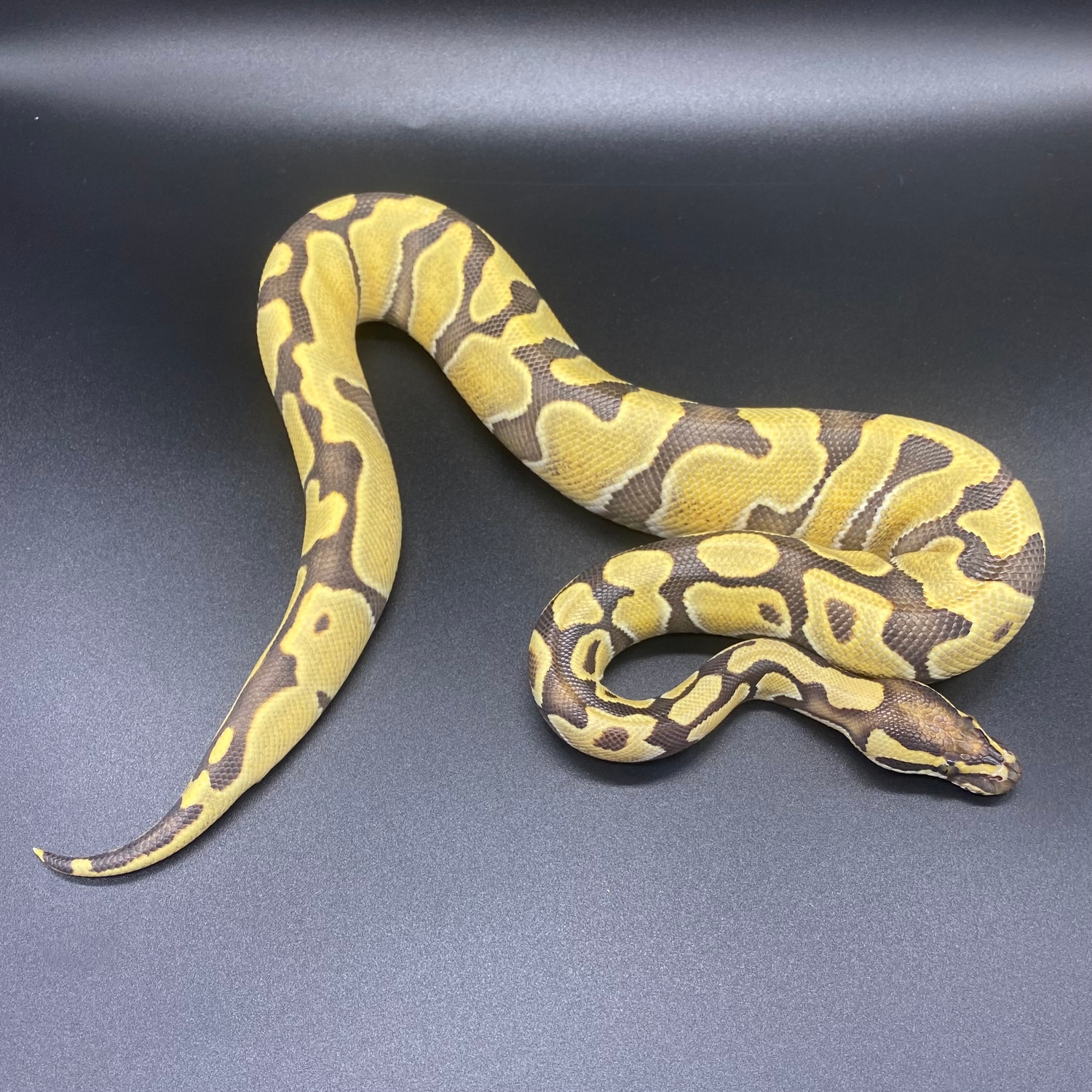 Enchi Desert Ghost Het Hypo Ball Python by Small Town Xotics - MorphMarket