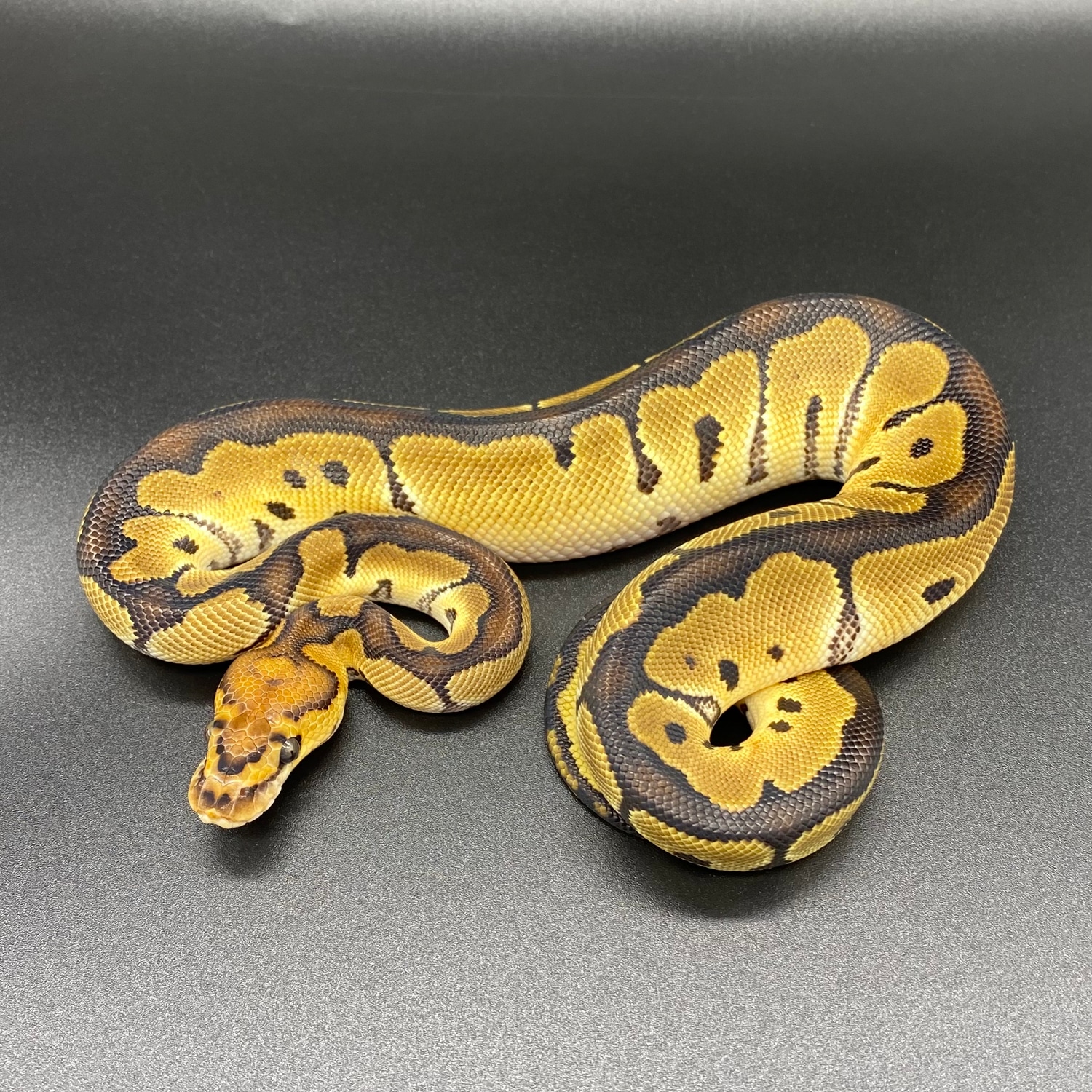 Blade Clown Ball Python by Small Town Xotics - MorphMarket