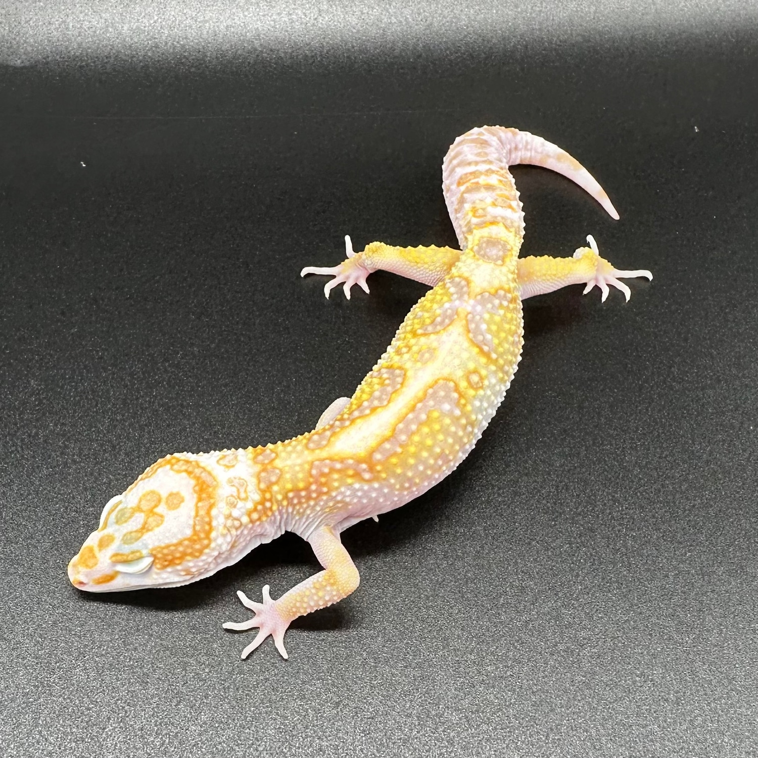 HC Tremper Het Eclipse Leopard Gecko by Small Town Xotics - MorphMarket