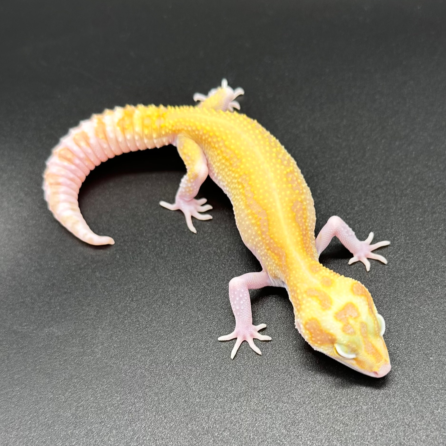 RAPTOR Leopard Gecko by Small Town Xotics - MorphMarket