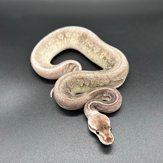 Redhead Asphalt Cinny Pastel 50% Het Hypo Pos. Butter Ball Python by ...