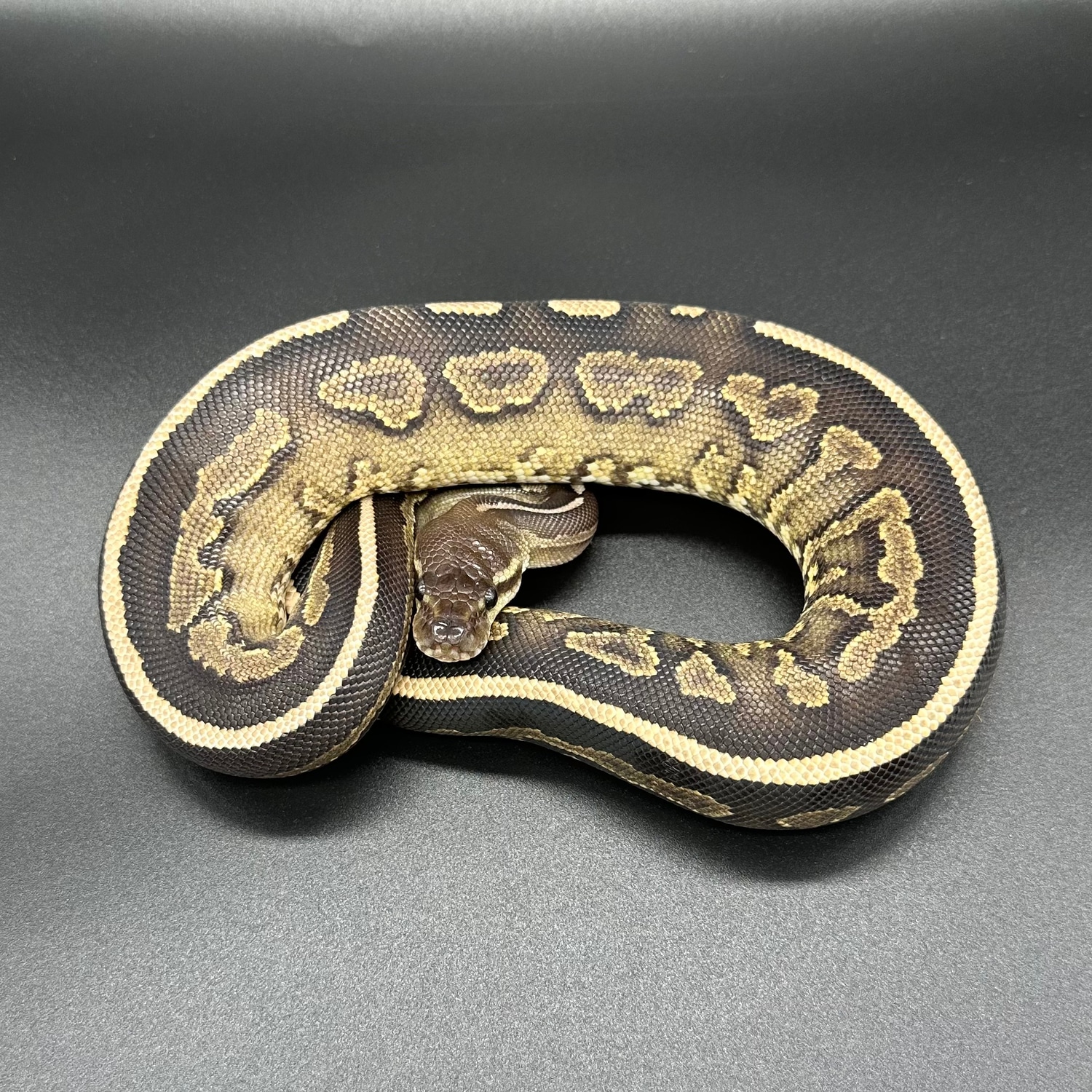 Cinnamon Redhead Asphalt 50% Het Hypo Ball Python by Small Town Xotics ...