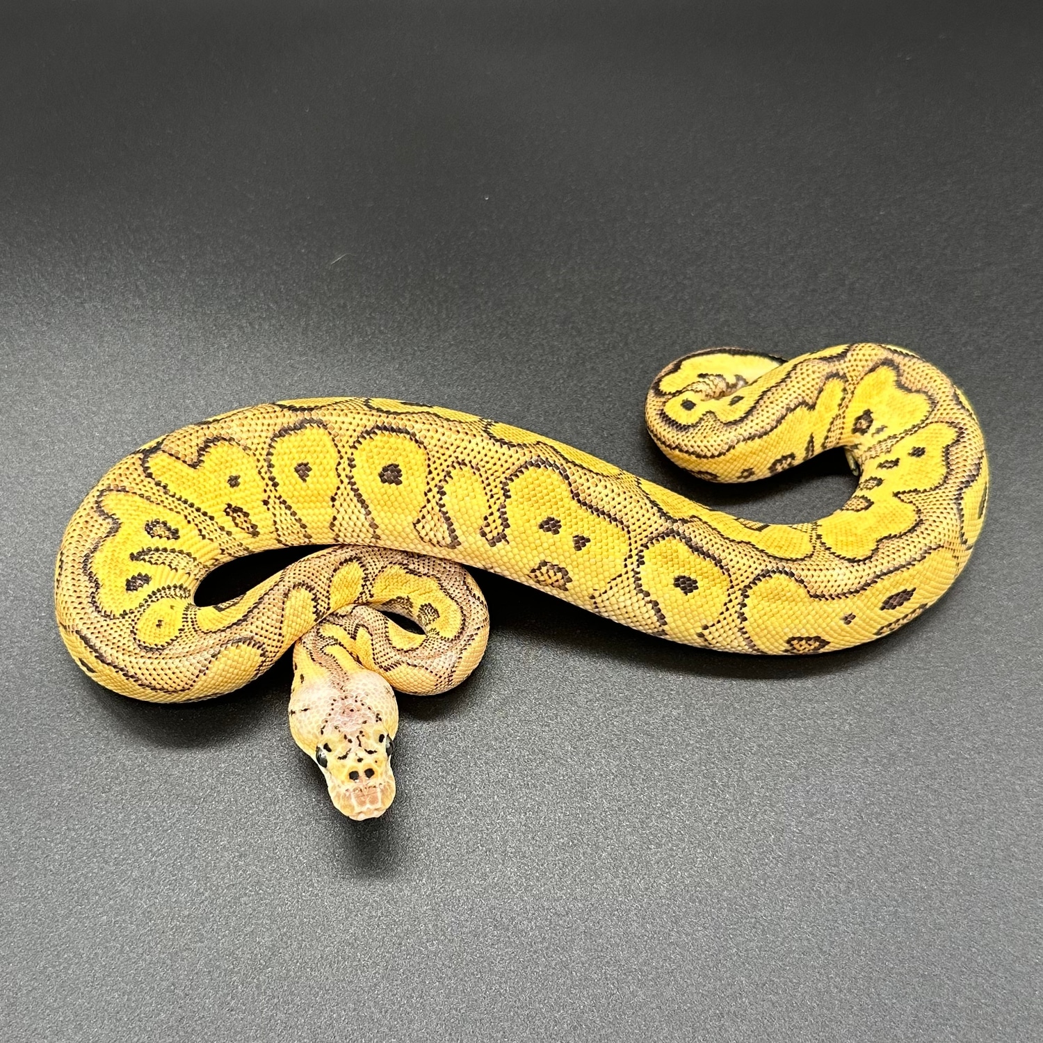GHI Yellow Belly Pastel Clown Pos Red Stripe Ball Python by Small Town ...