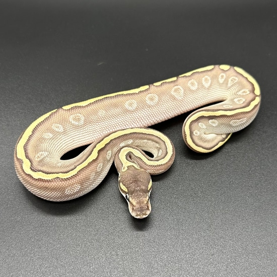Black Head GHI Lesser Yellow Belly Het Clown Pos OD RS Fire Ball Python by Small Town Xotics