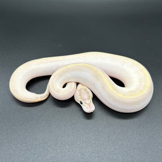 Ivory Het Clown Pos GHI Red Stripe Fire Spider Ball Python by Small Town Xotics